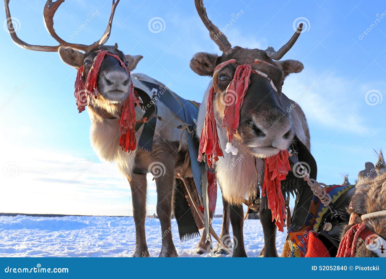 Two reindeers in a team stock photo. Image of animal - 52052840