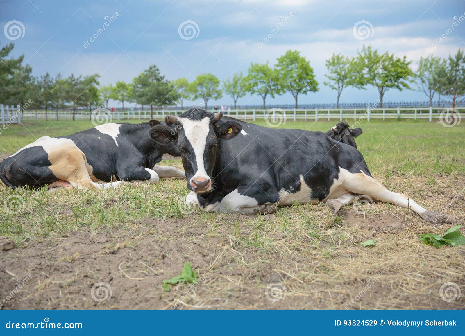 Two Relaxed Cows Lying on Misty Pasture Stock Image - Image of meadow ...