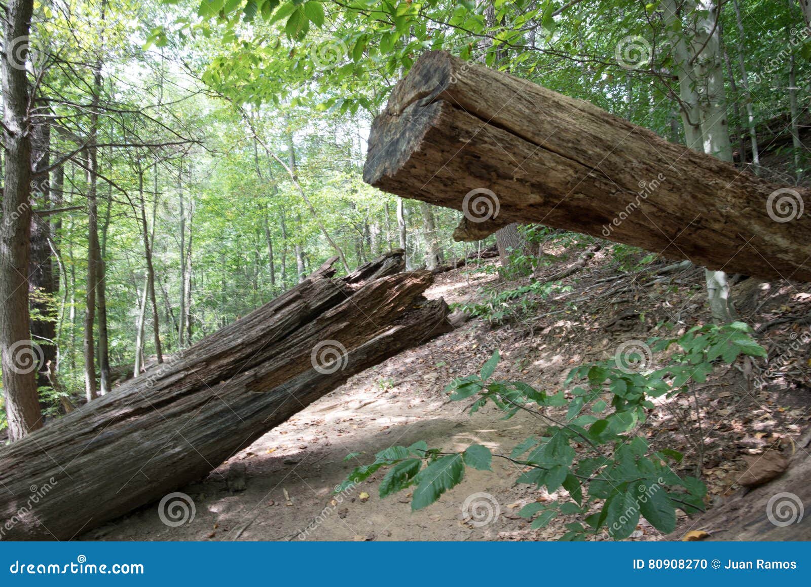 Two Remnants of Felled Tree Trunks in a Forest Stock Photo - Image of ...