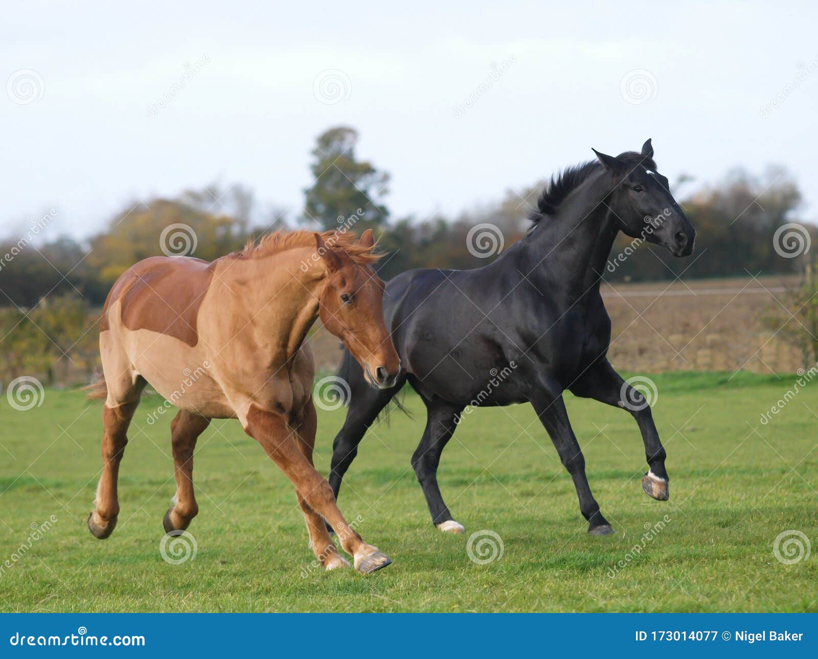 Two Retired Horses stock image. Image of freedom, paddock - 173014077