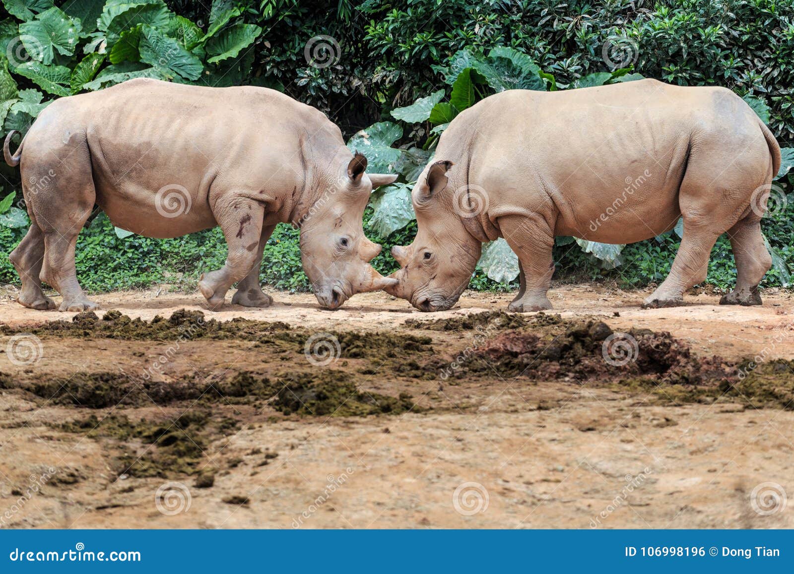 Rhinoceros Fighting