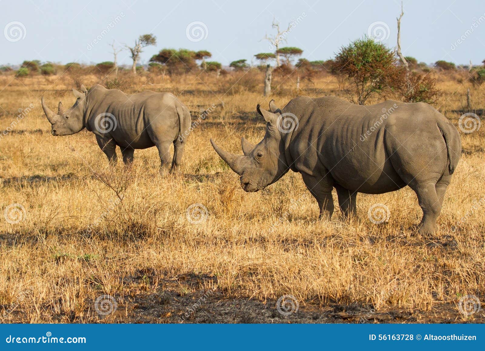 Rhino Standing In Field Royalty-Free Stock Image | CartoonDealer.com ...