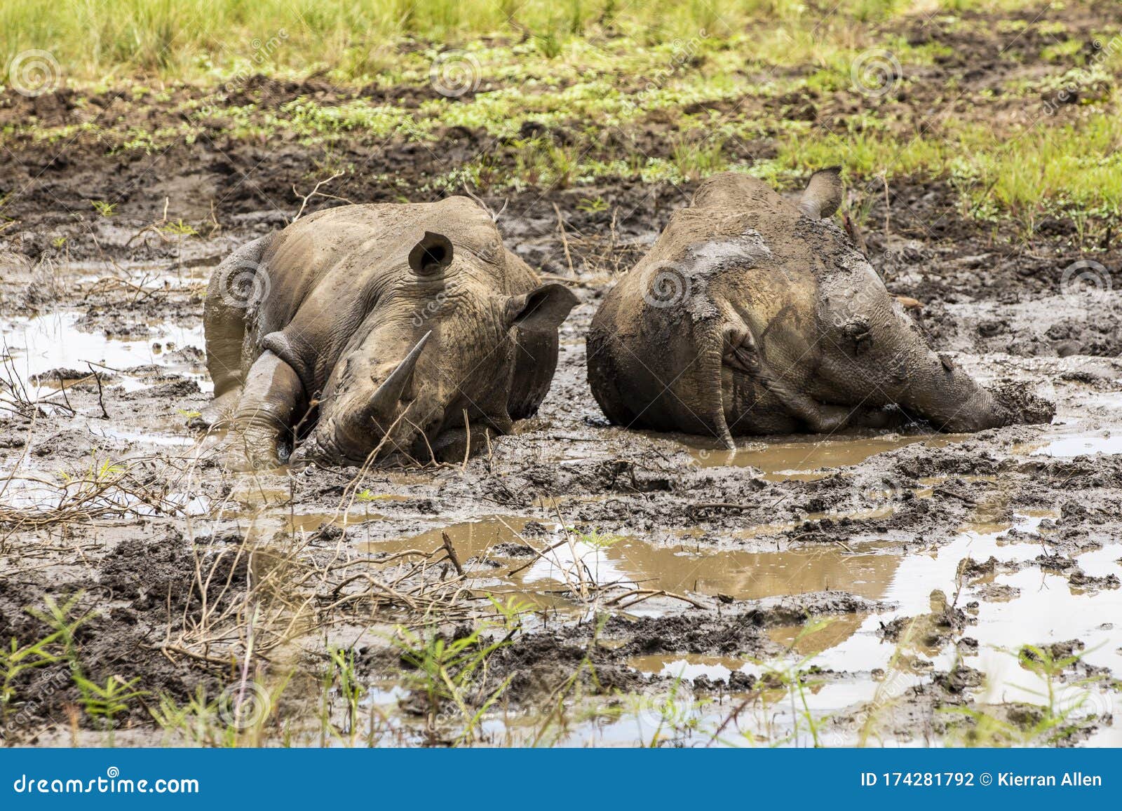Rhino in Mud in South Africa Stock Photo - Image of cityscapes, durban ...