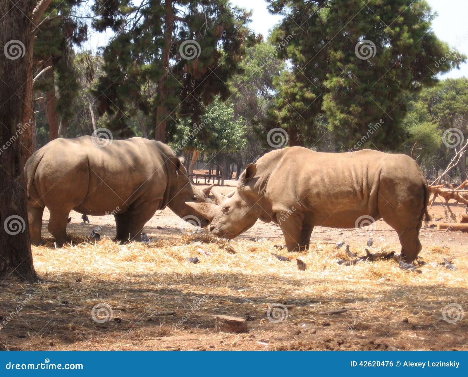 Two Rhino at the Zoo Facing Each Other in Israel Stock Photo - Image of ...