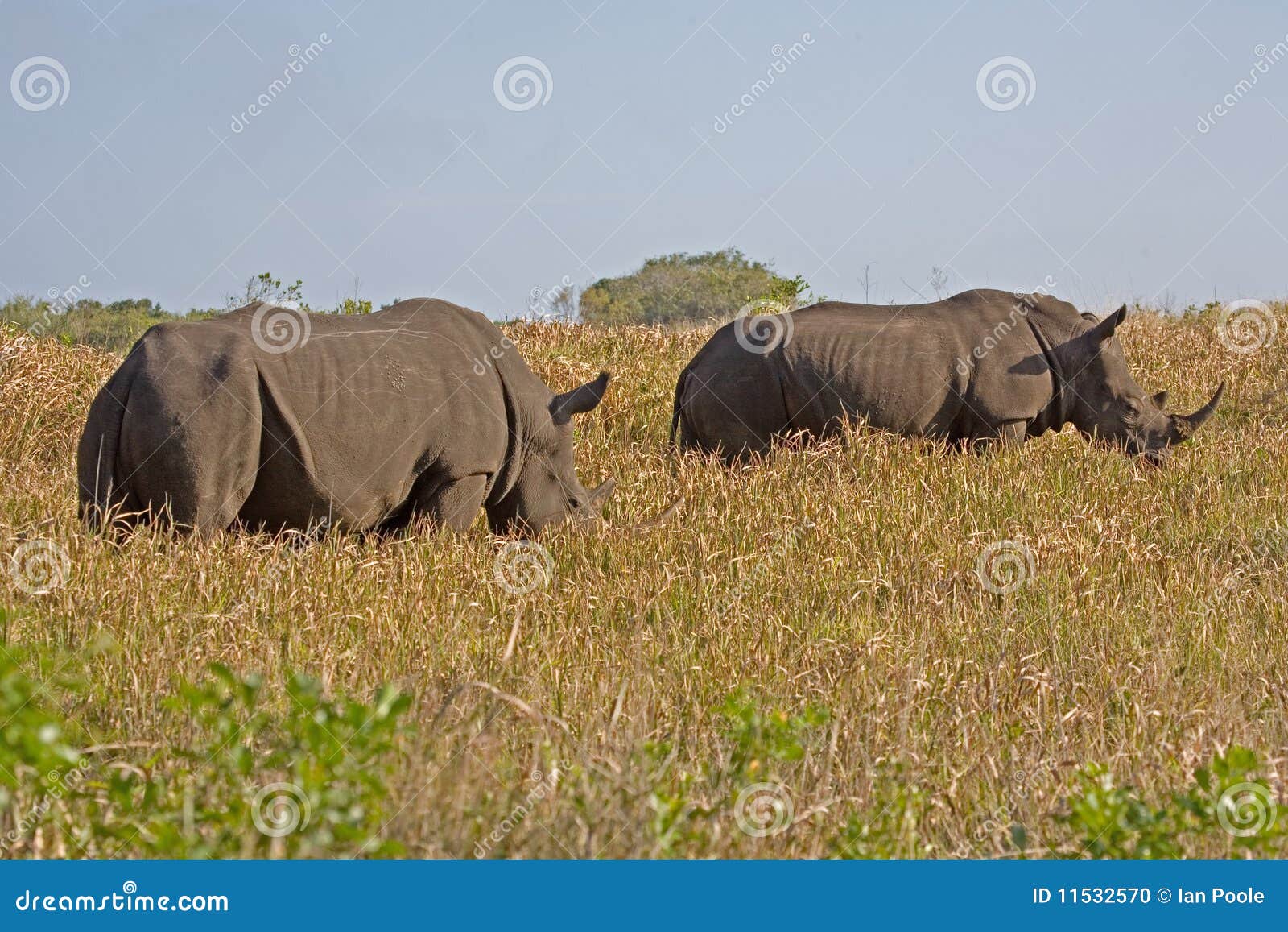 Two rhinoceros stock photo. Image of animal, rhinoceros - 11532570