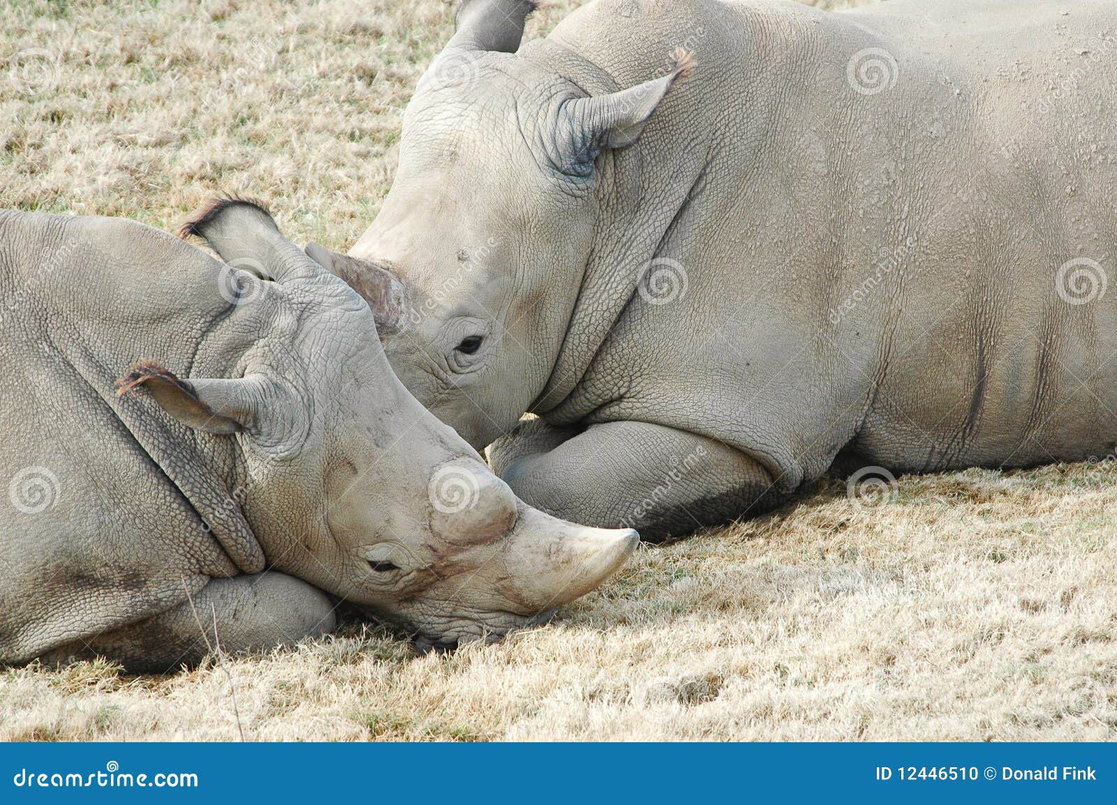 Two Rhinoceros stock photo. Image of diceros, calf, rhinoceros - 12446510
