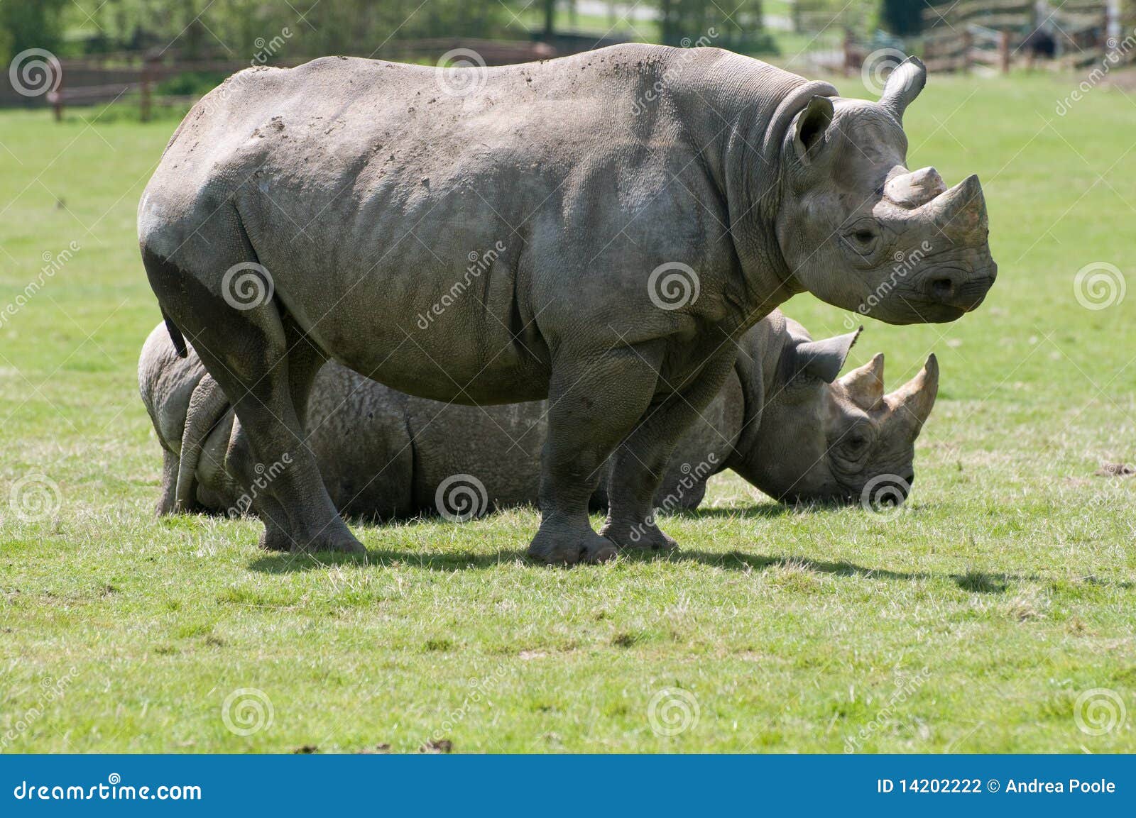 Two Rhinoceros stock photo. Image of england, port, park - 14202222