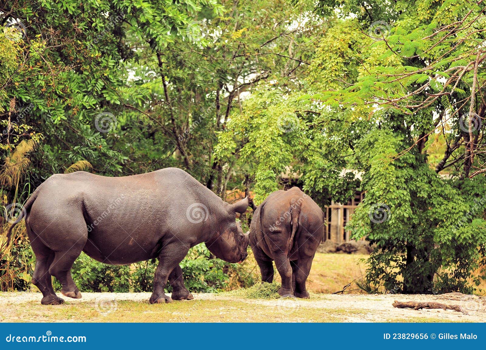 Two Rhinoceros stock photo. Image of hook, florida, large - 23829656