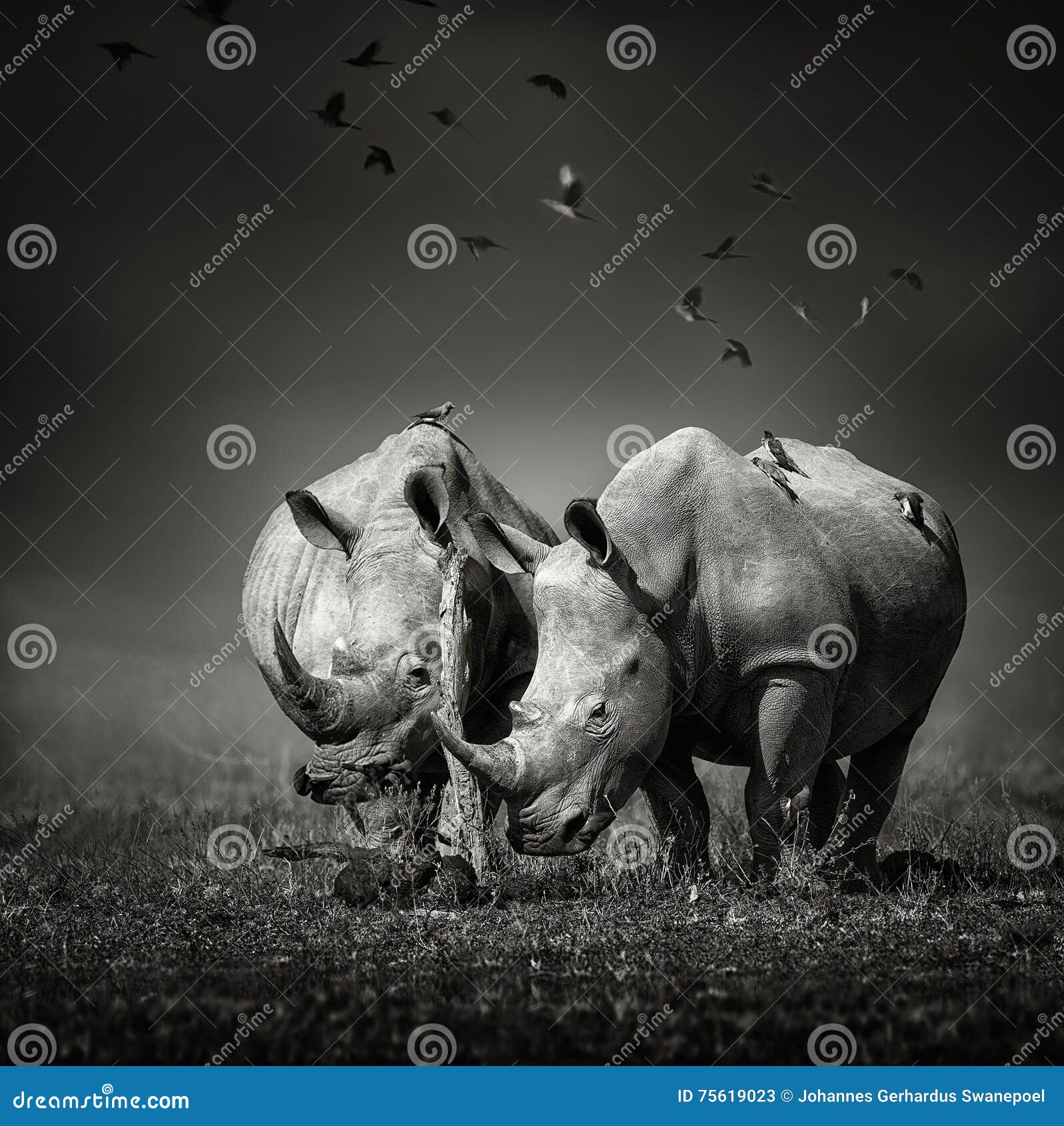 Two Rhinoceros with Birds in BW Stock Image - Image of safari, sepia ...