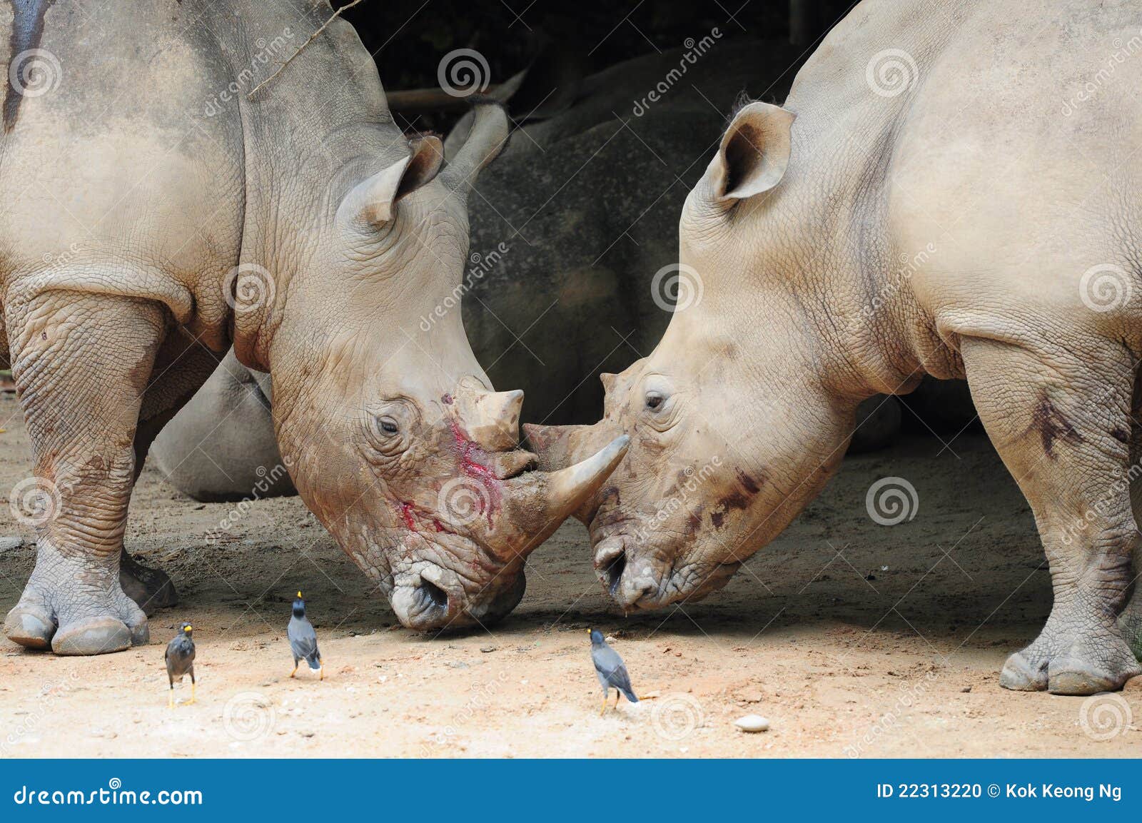 Two rhinoceros fighting stock photo. Image of injury - 22313220