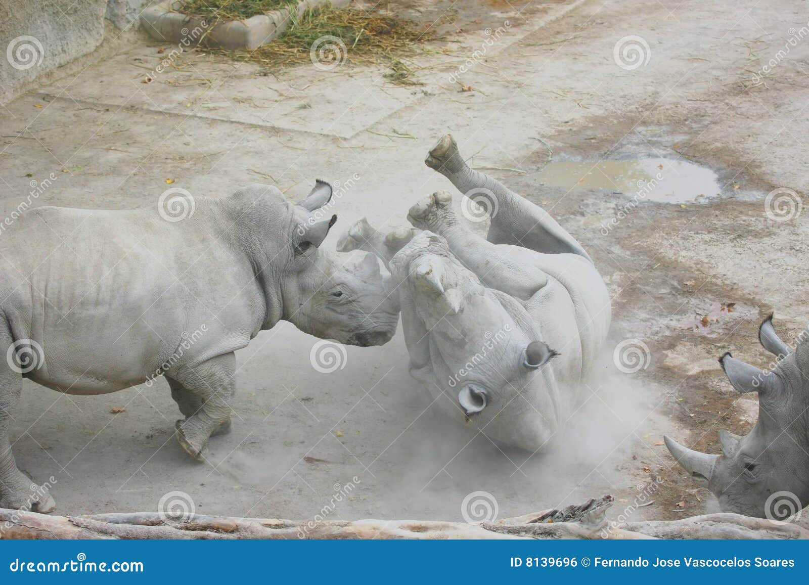 Two rhinoceros fighting stock photo. Image of ecology - 8139696