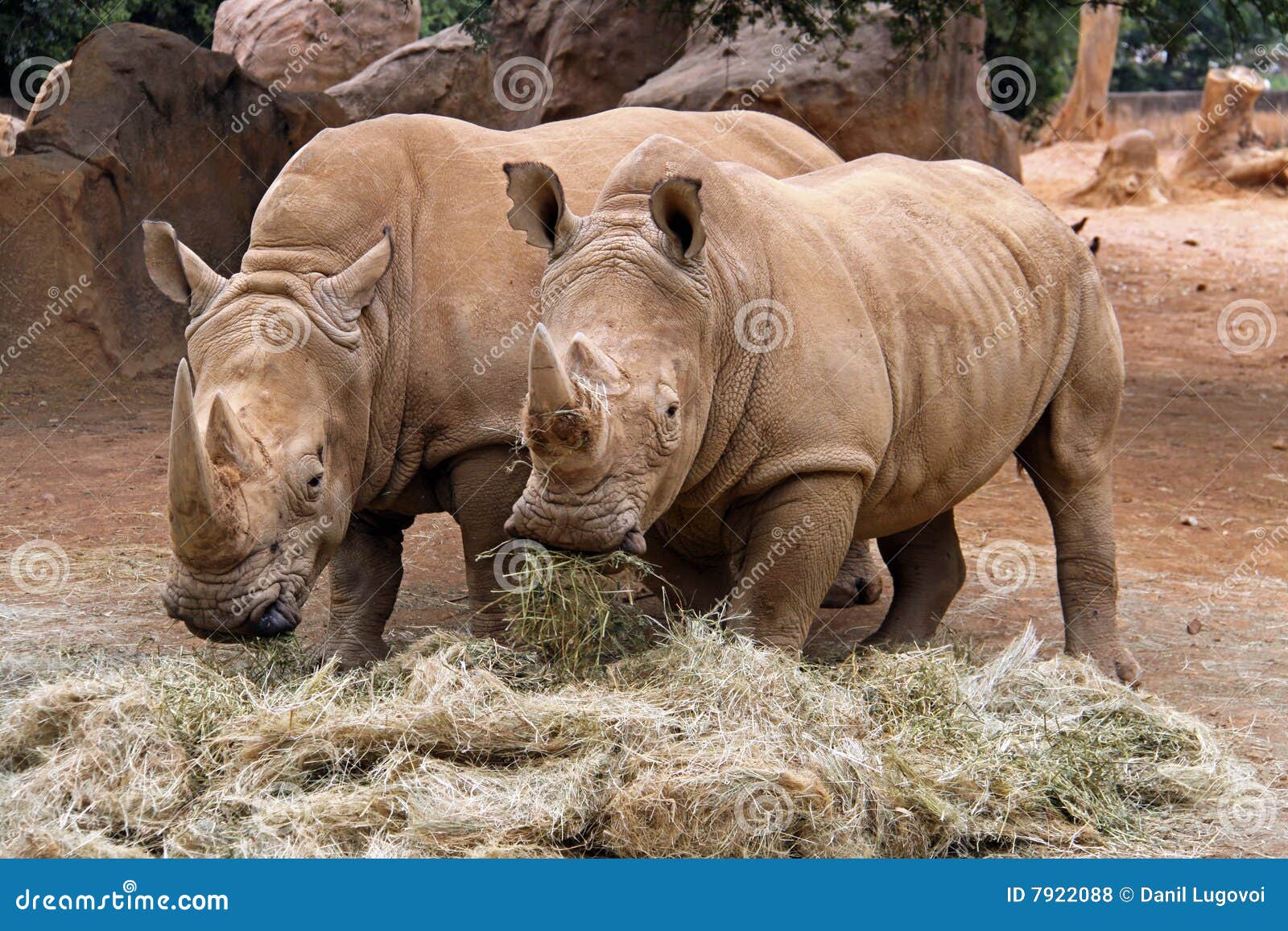 Two rhinoceroses stock photo. Image of watching, horn - 7922088