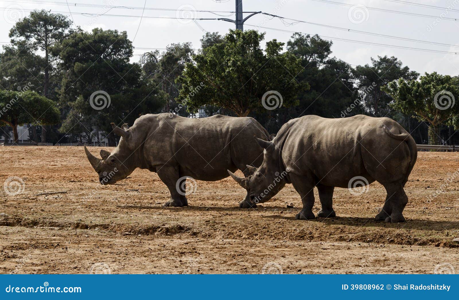 Two rhinoceroses stock photo. Image of travel, israel - 39808962