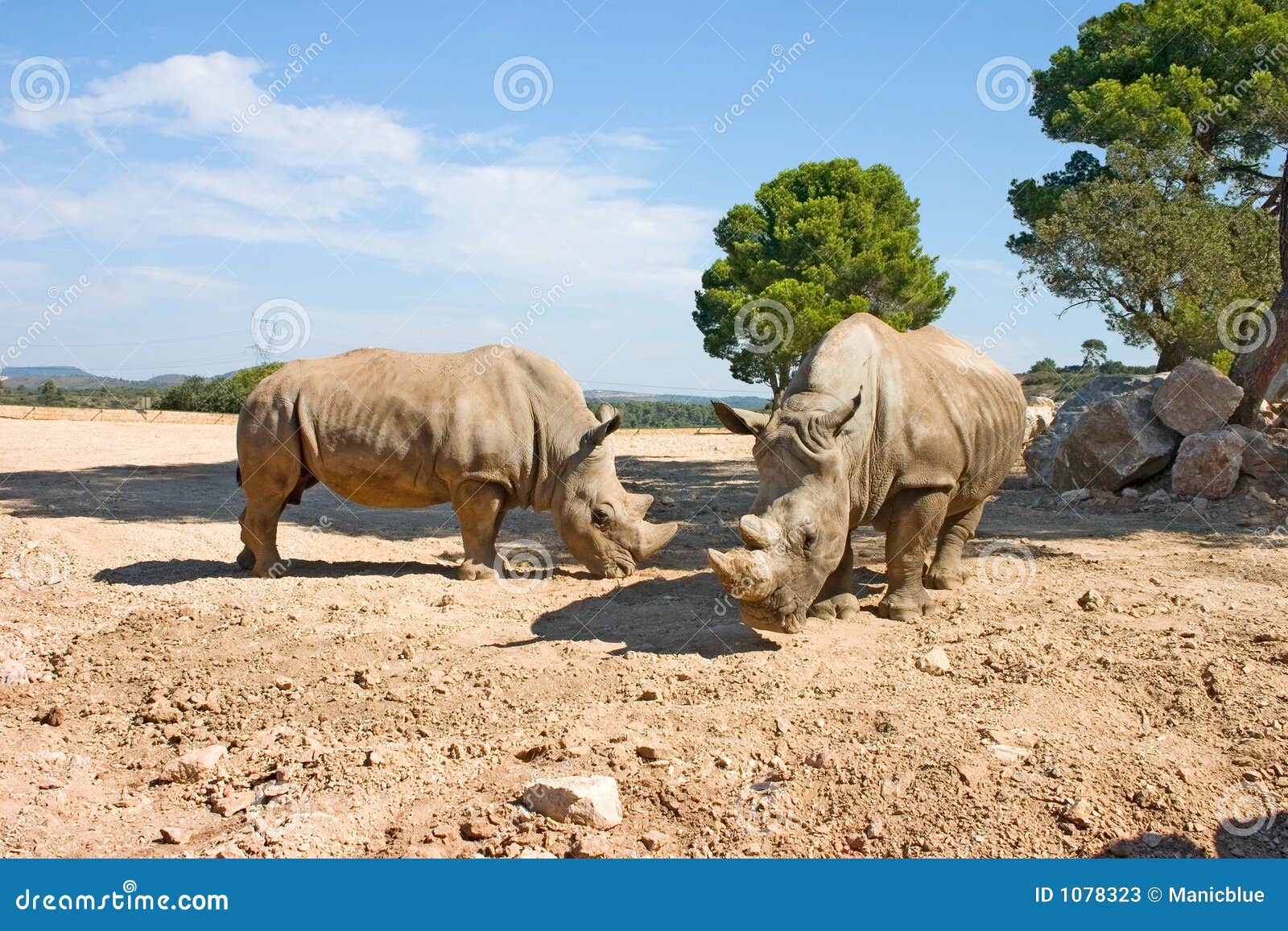 Two Rhinos stock image. Image of adults, skin, gravel - 1078323