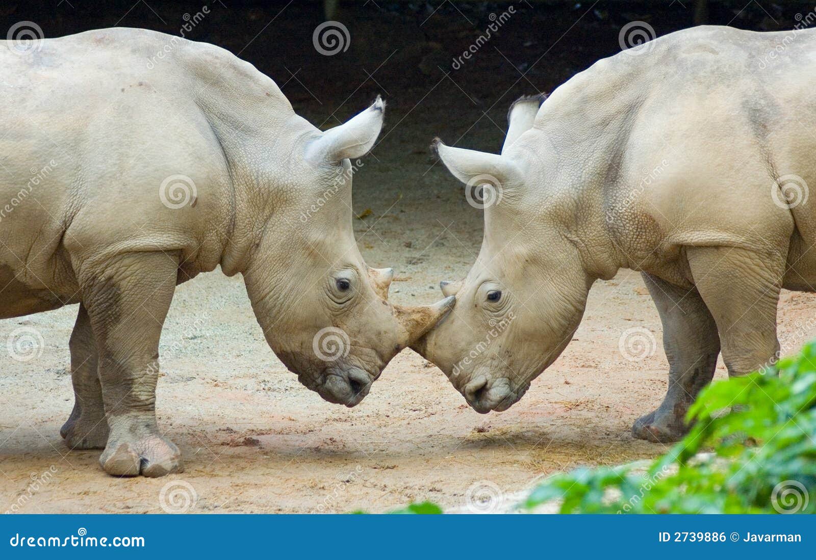 Two rhinos stock photo. Image of rhinos, twins, wilderness - 2739886