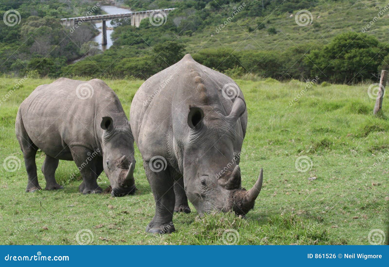 Two Rhinos stock photo. Image of nature, safari, pair, national - 861526