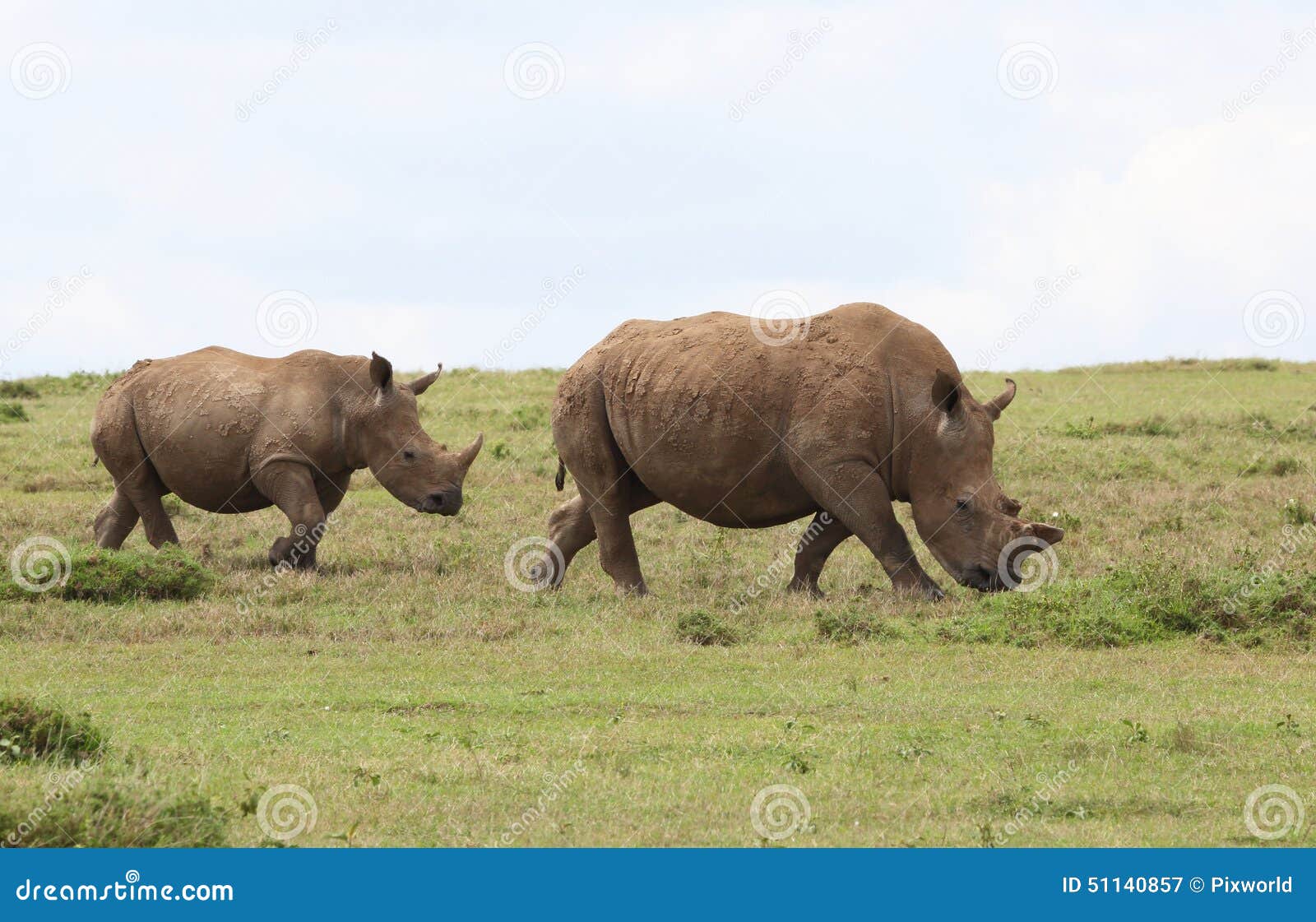 Two Rhinos stock image. Image of landscape, african, amboseli - 51140857