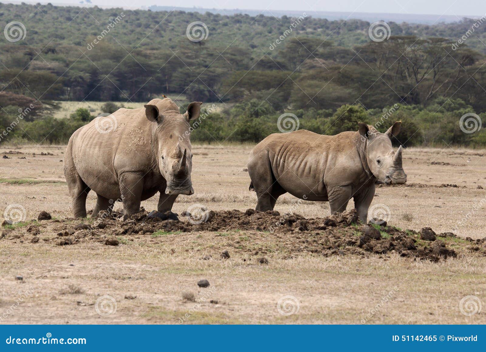 Two rhinos stock image. Image of baby, wildlife, rhino - 51142465