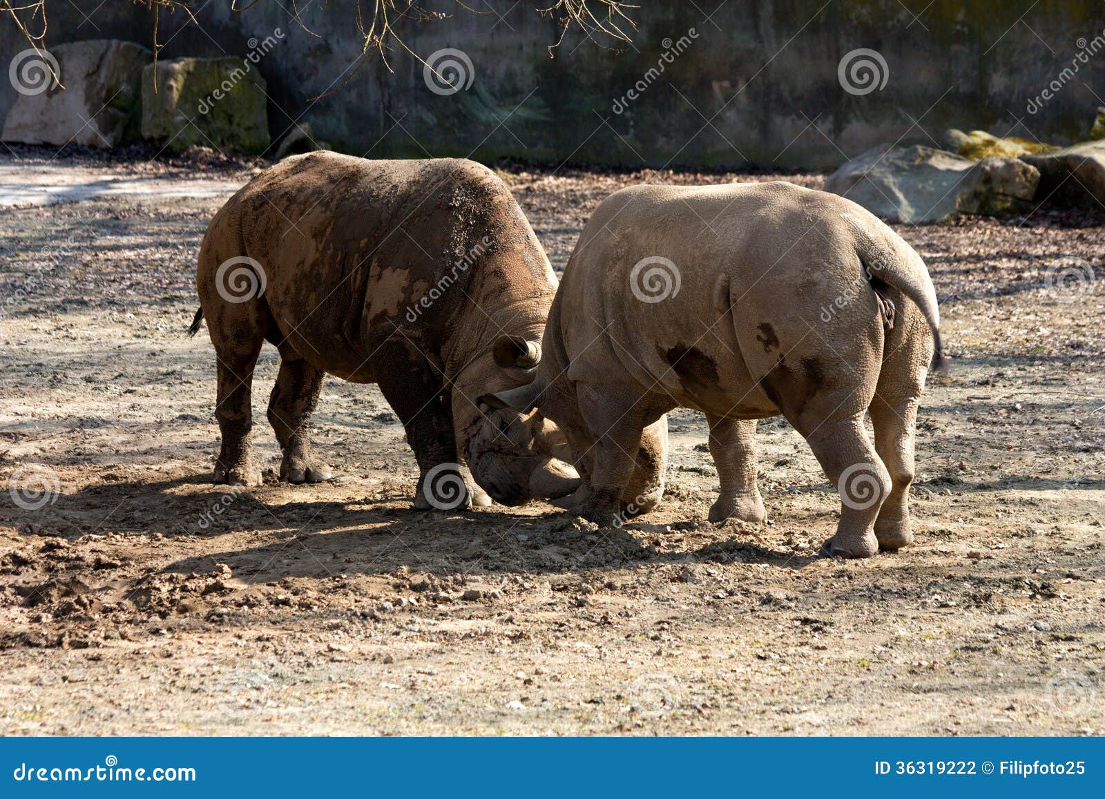 Two rhinos stock photo. Image of mammal, horned, wildlife - 36319222