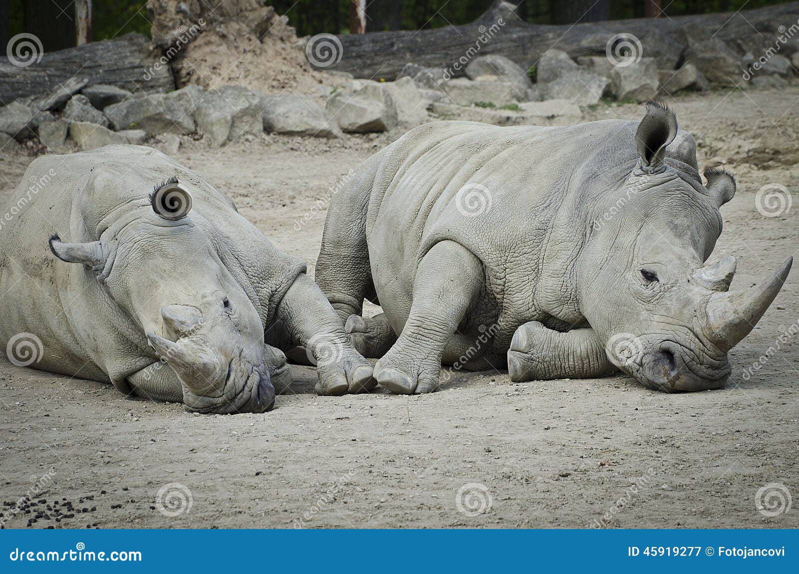 Two rhinos stock image. Image of white, national, outdoors - 45919277