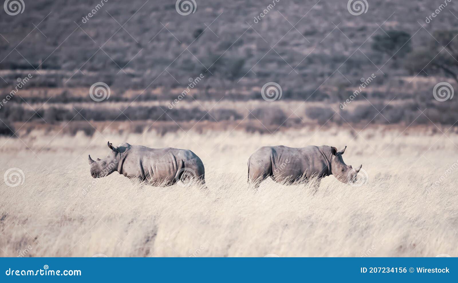 Two Rhinos Walking on a Meadow Stock Photo - Image of africa, african ...