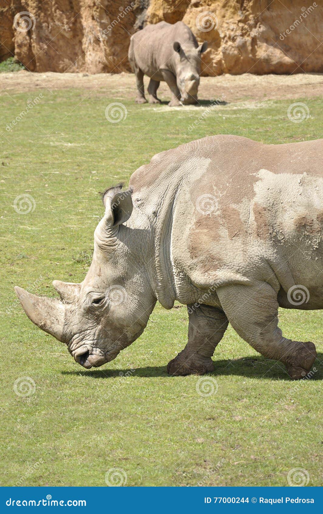 Two rhinos stock photo. Image of animal, rhino, african - 77000244