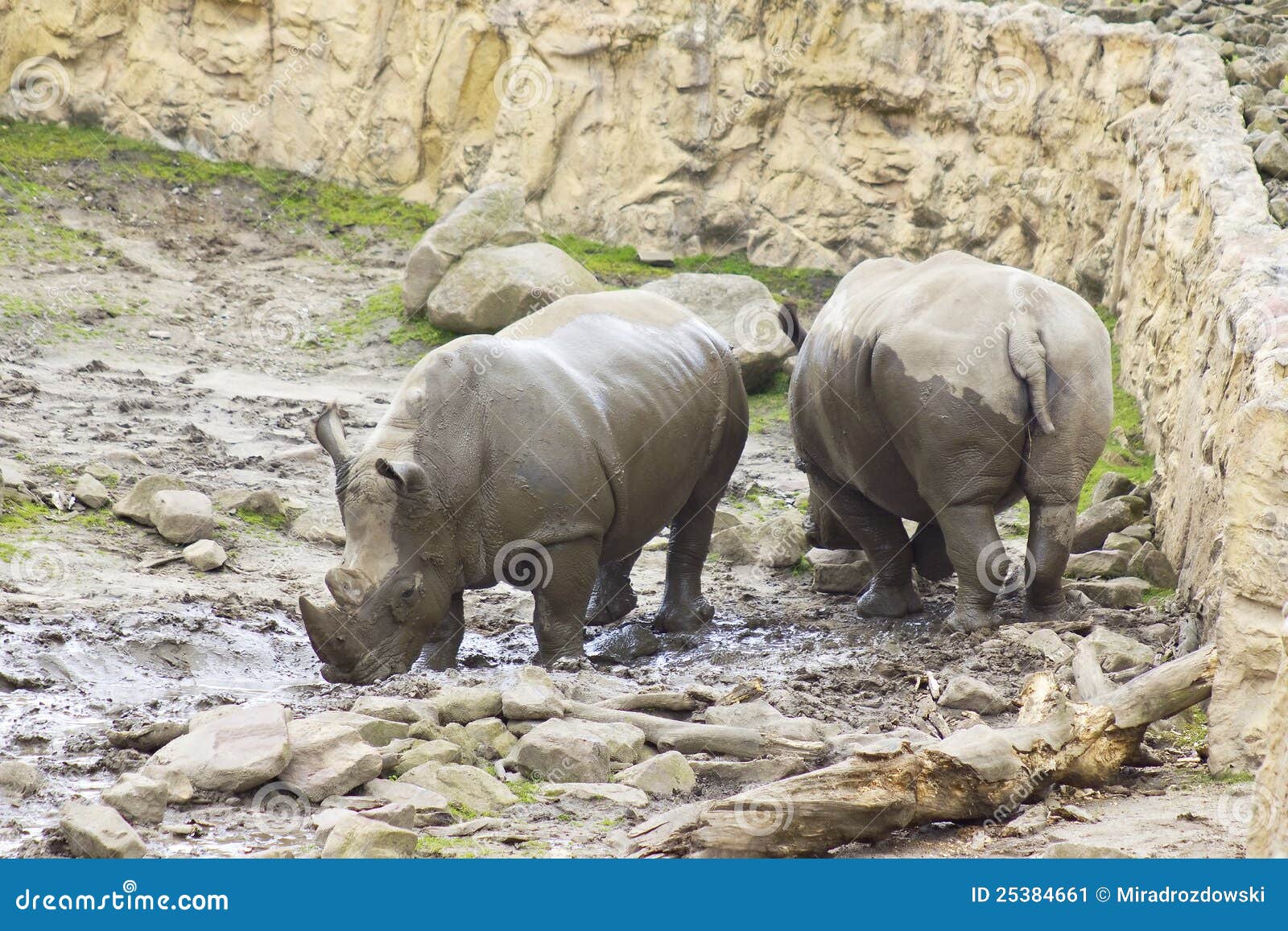 Two Rhinos in the Zoo stock image. Image of wild, herbivore - 25384661