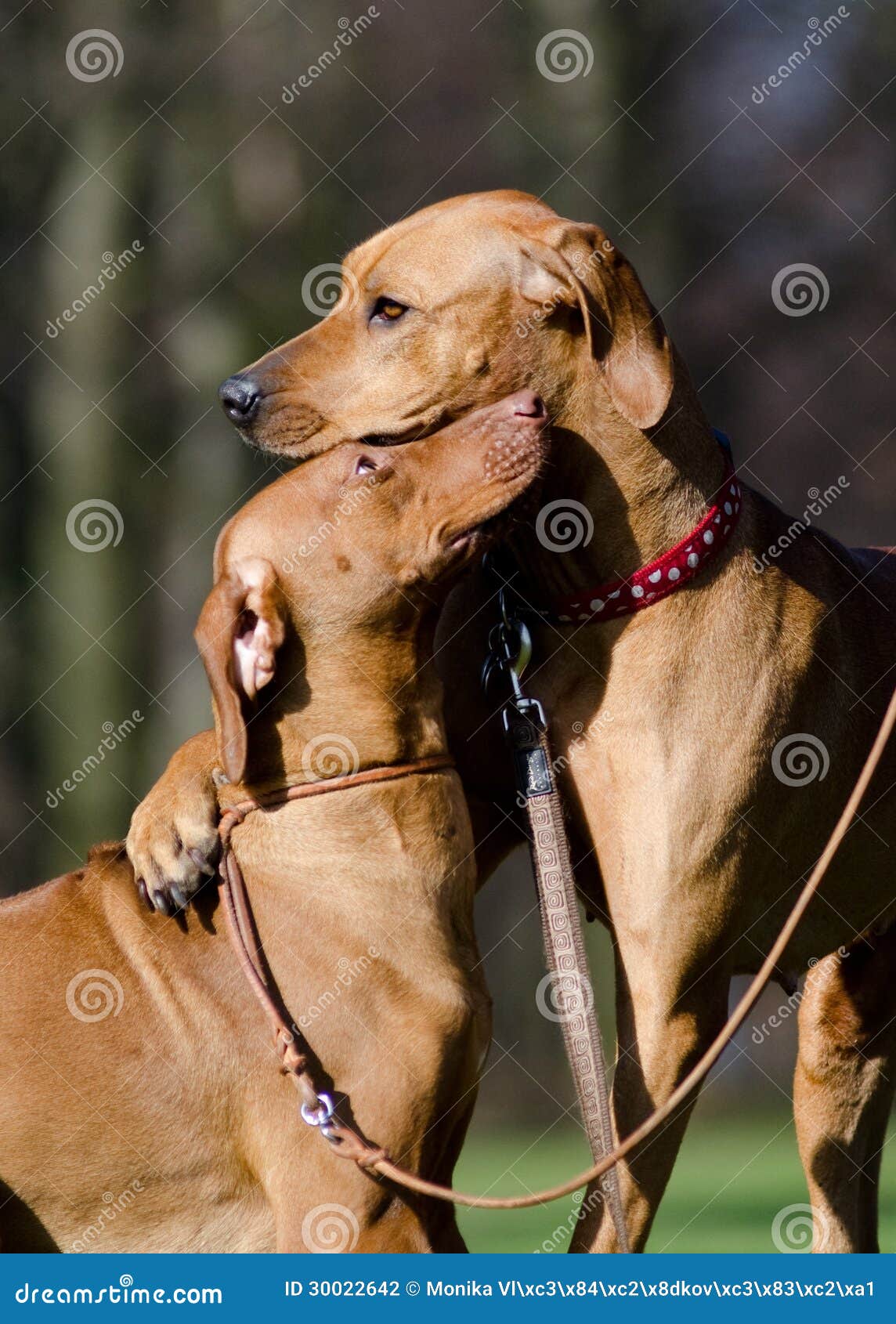 Two dog friends stock photo. Image of doggy, friendship - 30022642