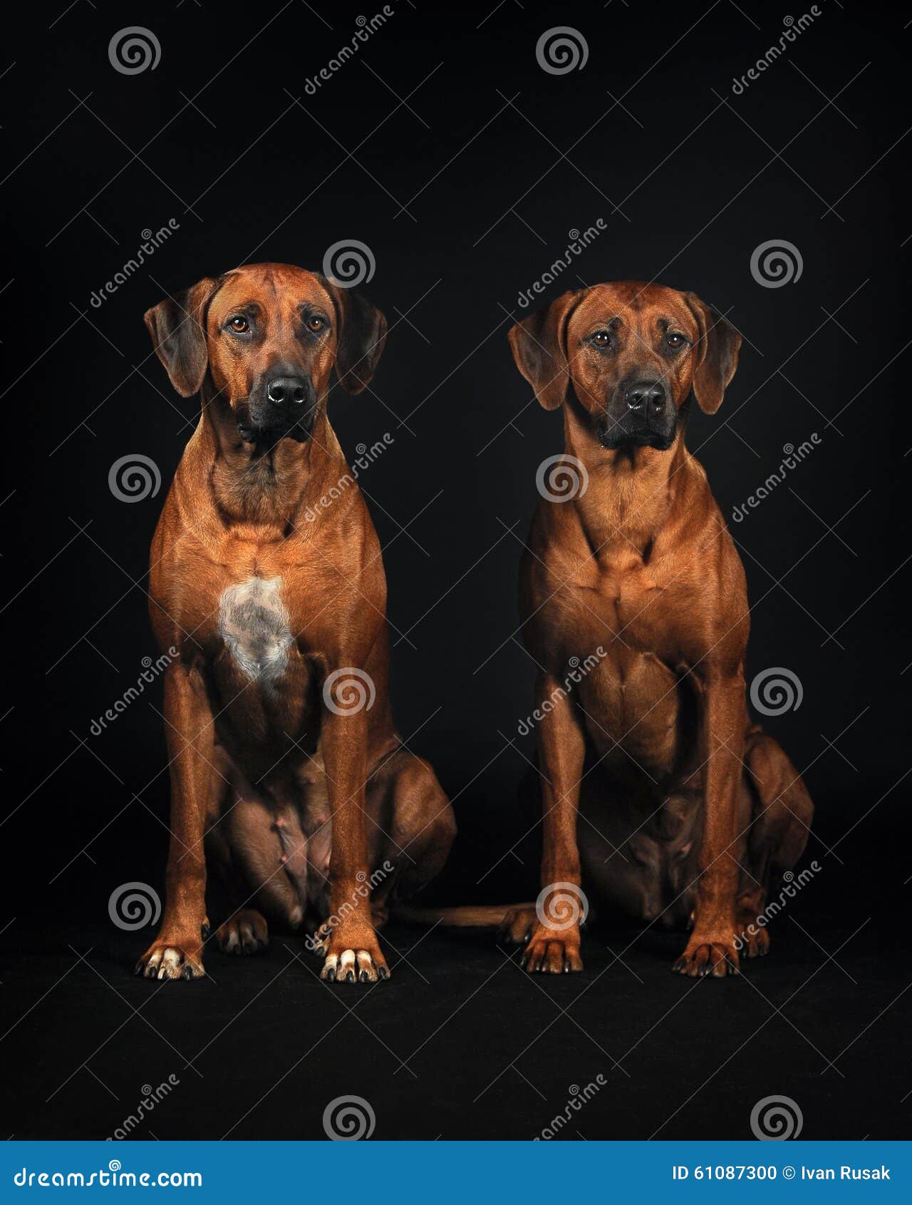 Two Rhodesian Ridgeback Dogs Sitting on Black Background Stock Photo ...