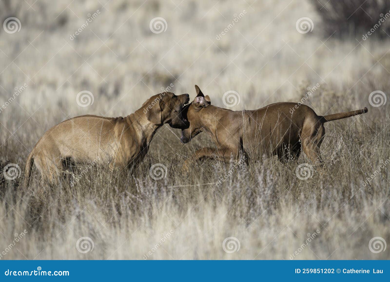 Two Rhodesian Ridgeback Playing Happily in the Wild Field Stock Photo ...