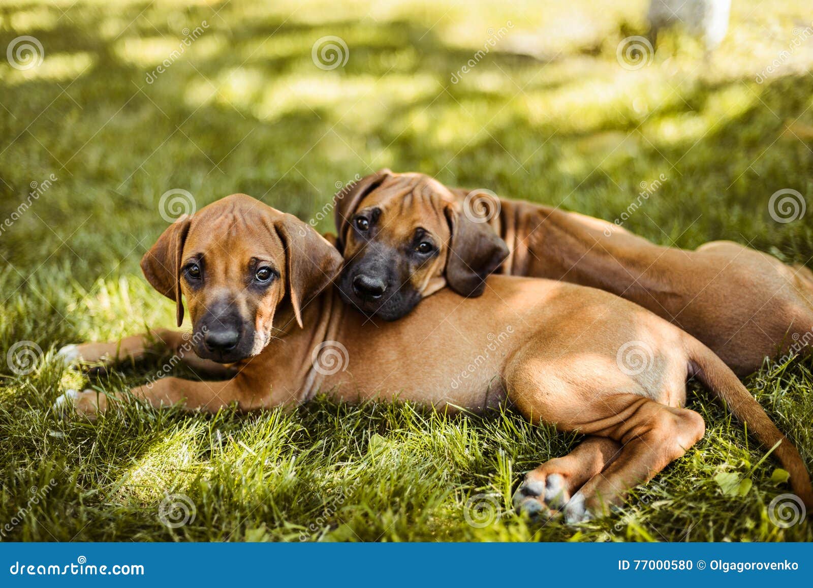 Two Rhodesian Ridgeback Puppies Lying on the Grass Stock Photo - Image ...