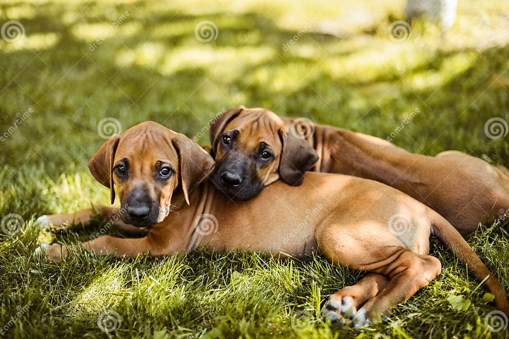 Two Rhodesian Ridgeback Puppies Lying on the Grass Stock Photo - Image ...