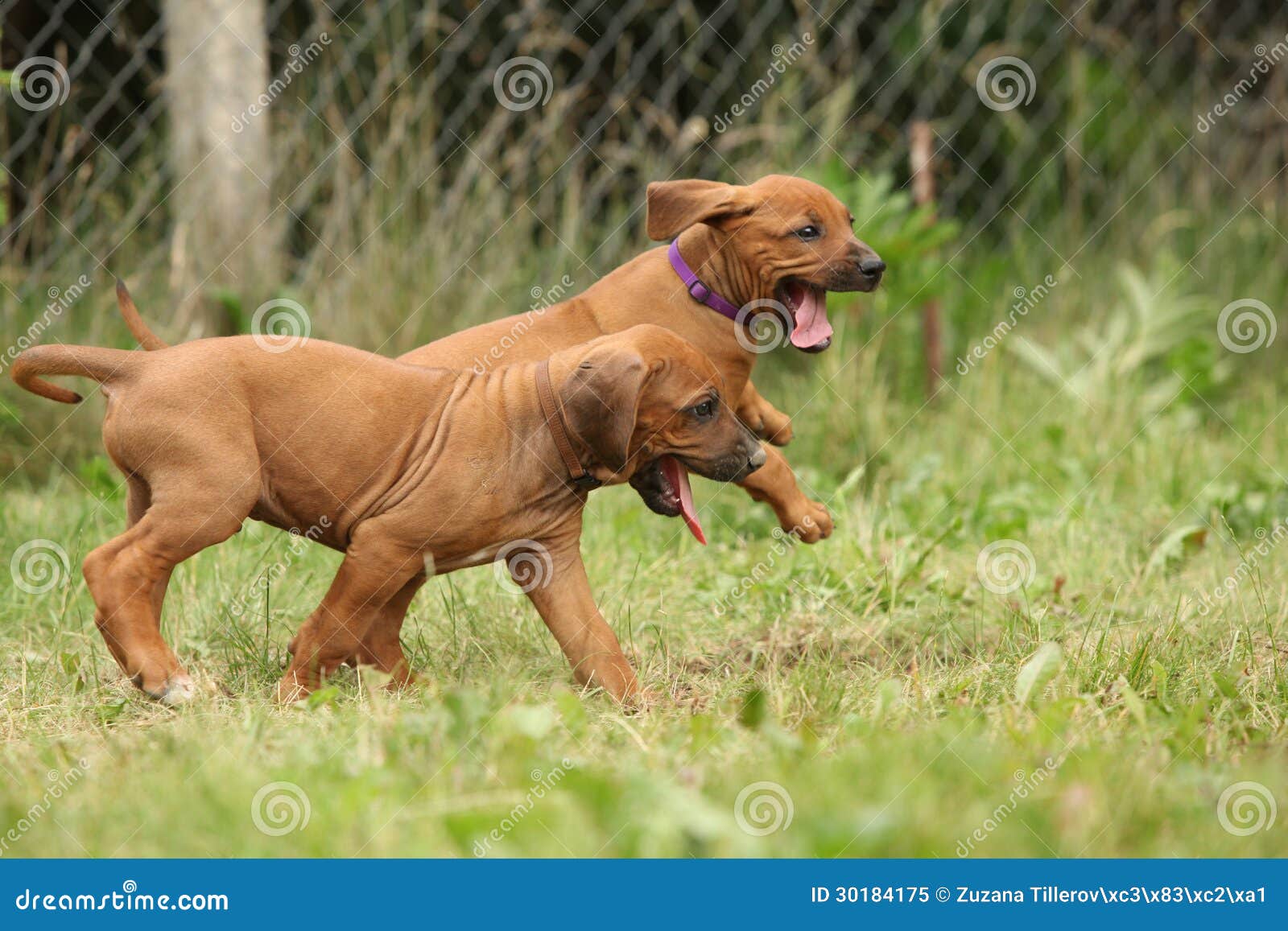 Rhodesian Ridgeback Puppies Stock Image - Image of mammal, ridgeback ...