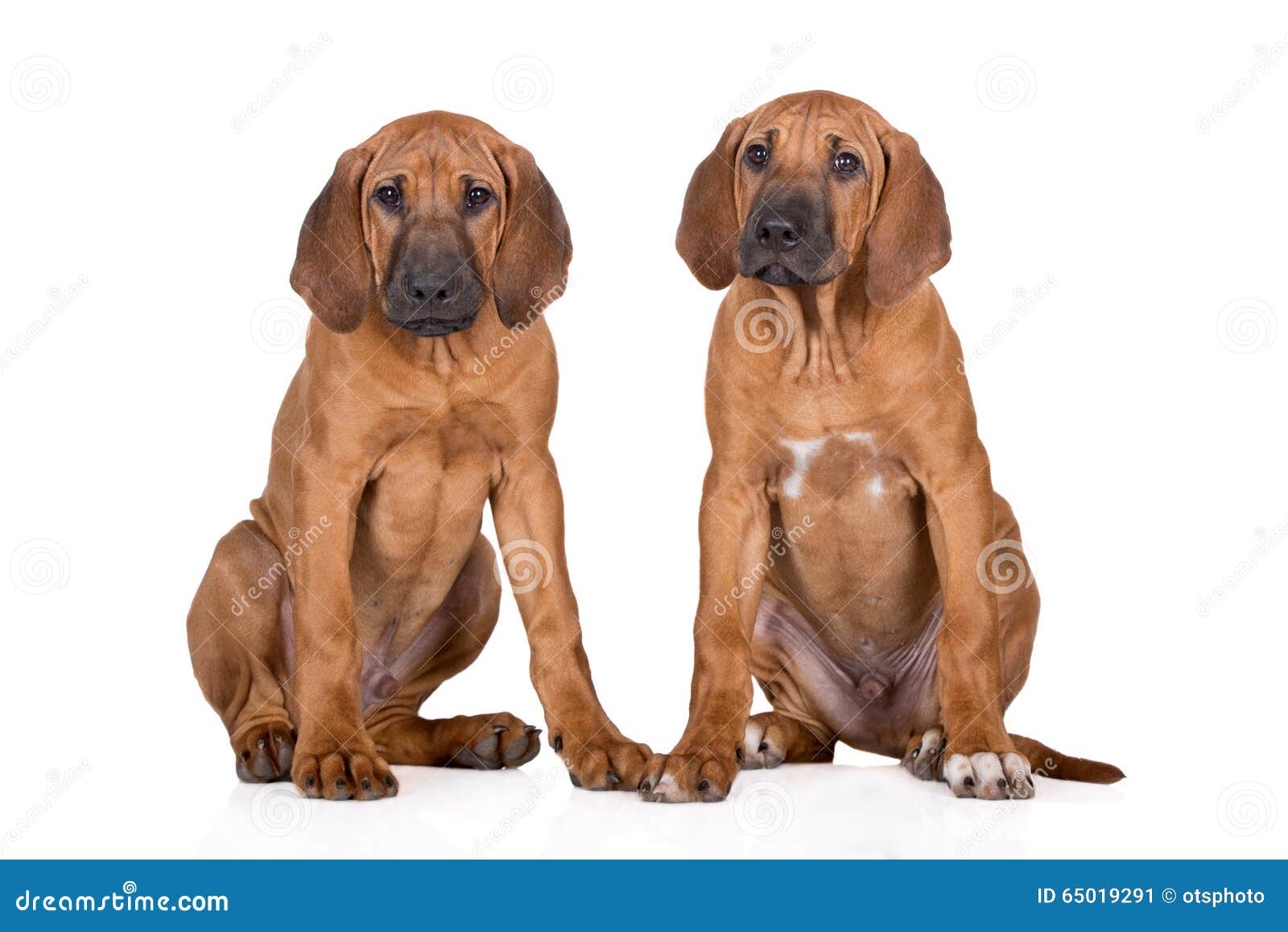 Two Rhodesian Ridgeback Puppies on White Stock Image - Image of brown ...