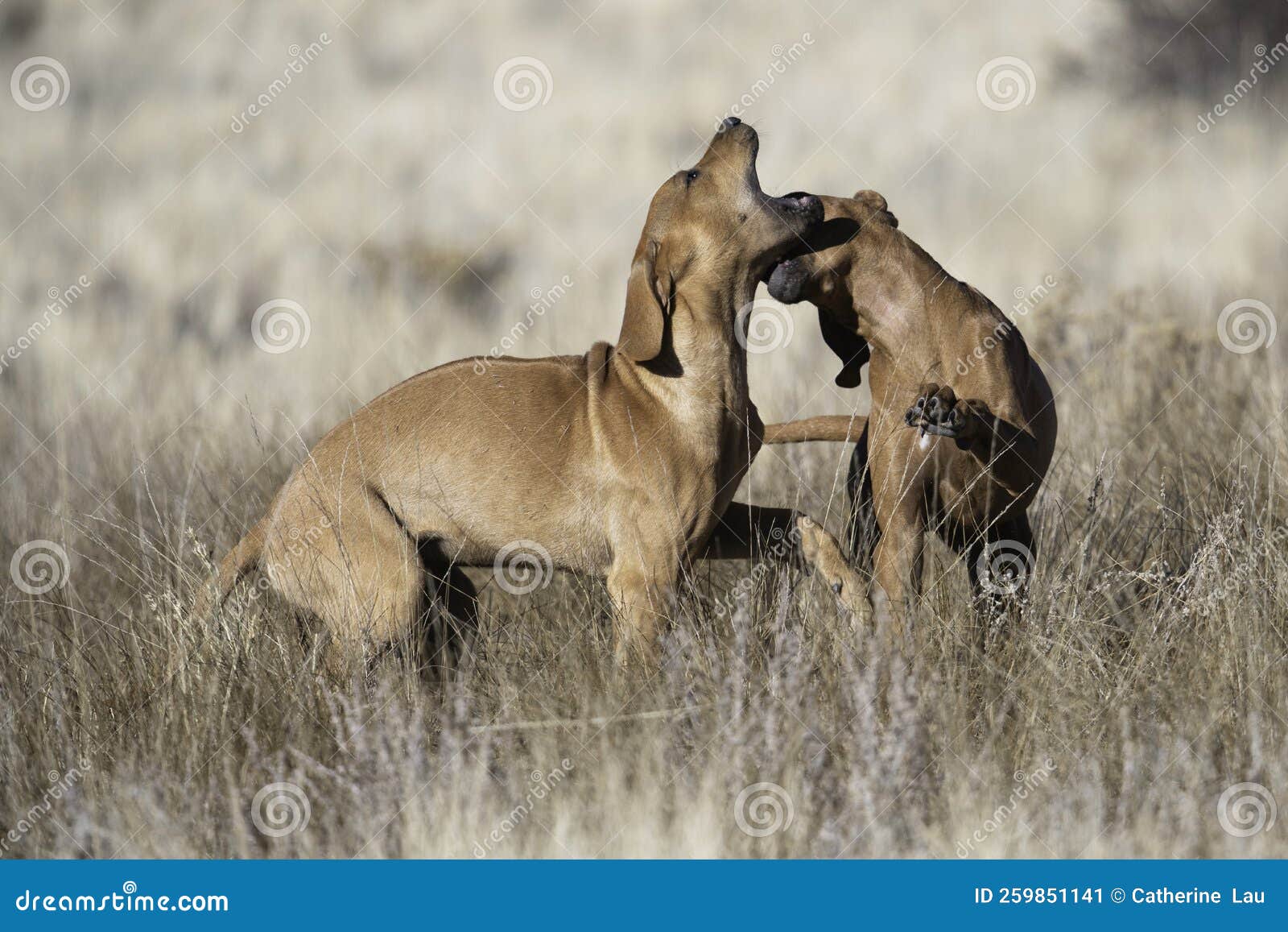 Two Rhodesian Ridgeback Puppy are Having Fun in the Field Stock Image ...