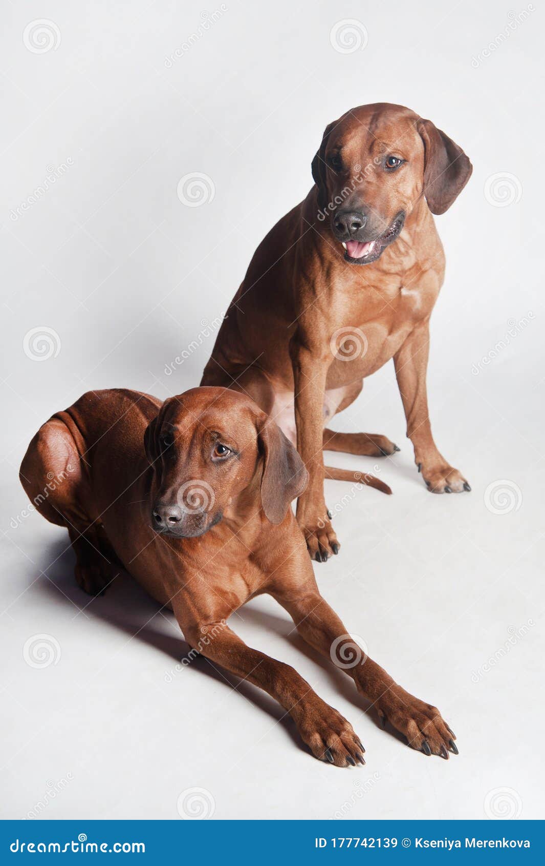 Two Rhodesian Ridgebacks Isolated on a White Background Stock Image ...