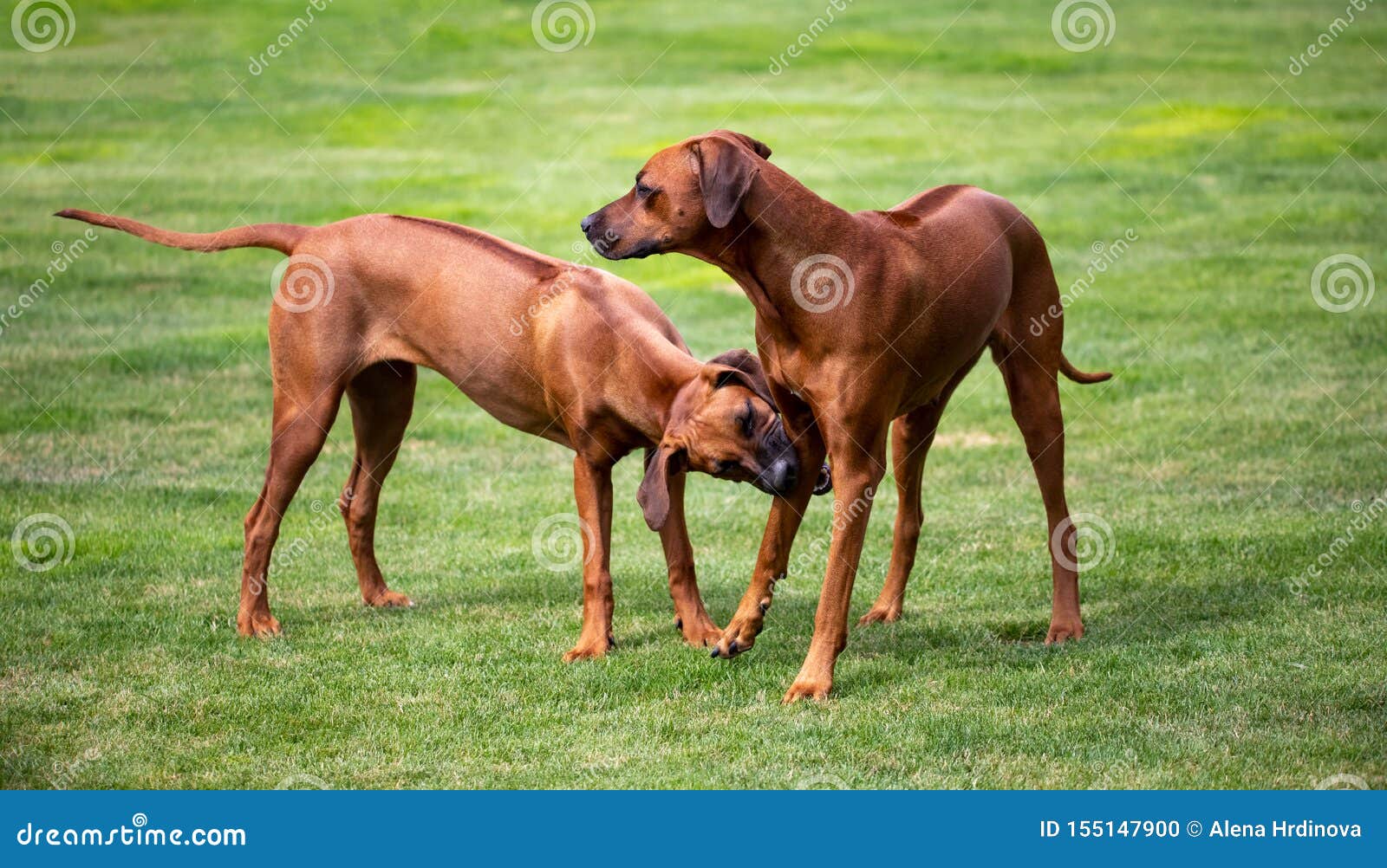 Two Rhodesian Ridgebacks - Mum and Daughter at the Garden Stock Photo ...