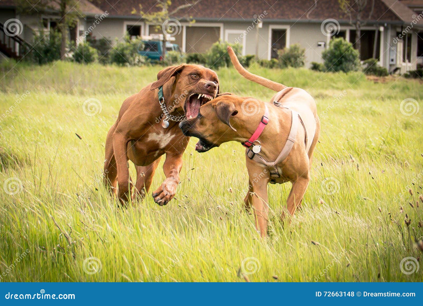 Two Rhodesian Ridgebacks Playing. Stock Photo - Image of brown, tall ...