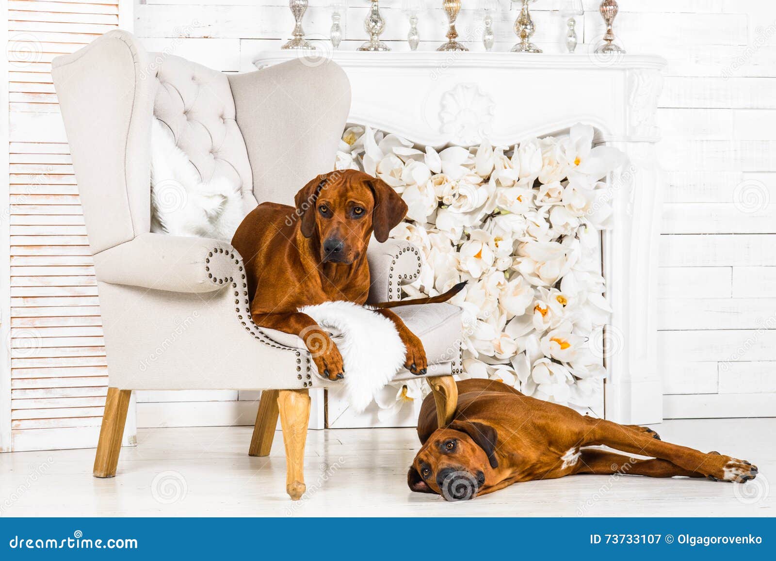 Two Rhodesian Ridgebacks Resting in Front of Stylized Fireplace Stock ...