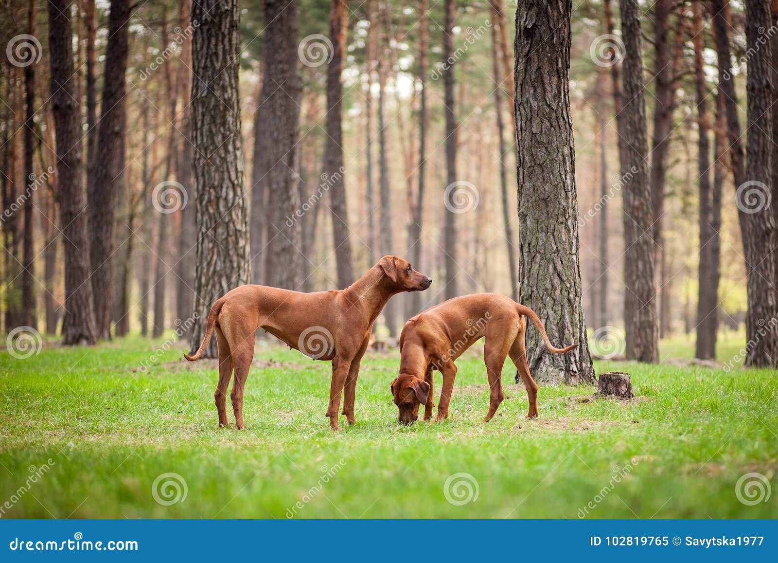 Two Rhodesian Ridgebacks Walking Outdoors Stock Image - Image of ...