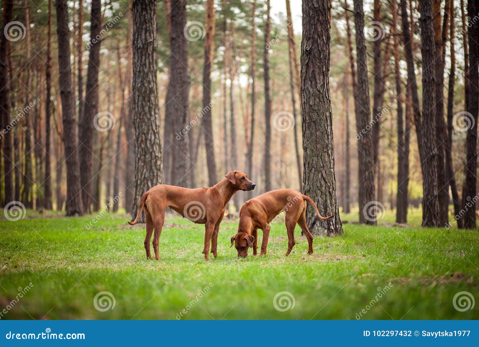 Two Rhodesian Ridgebacks Walking Outdoors Stock Photo - Image of loyal ...