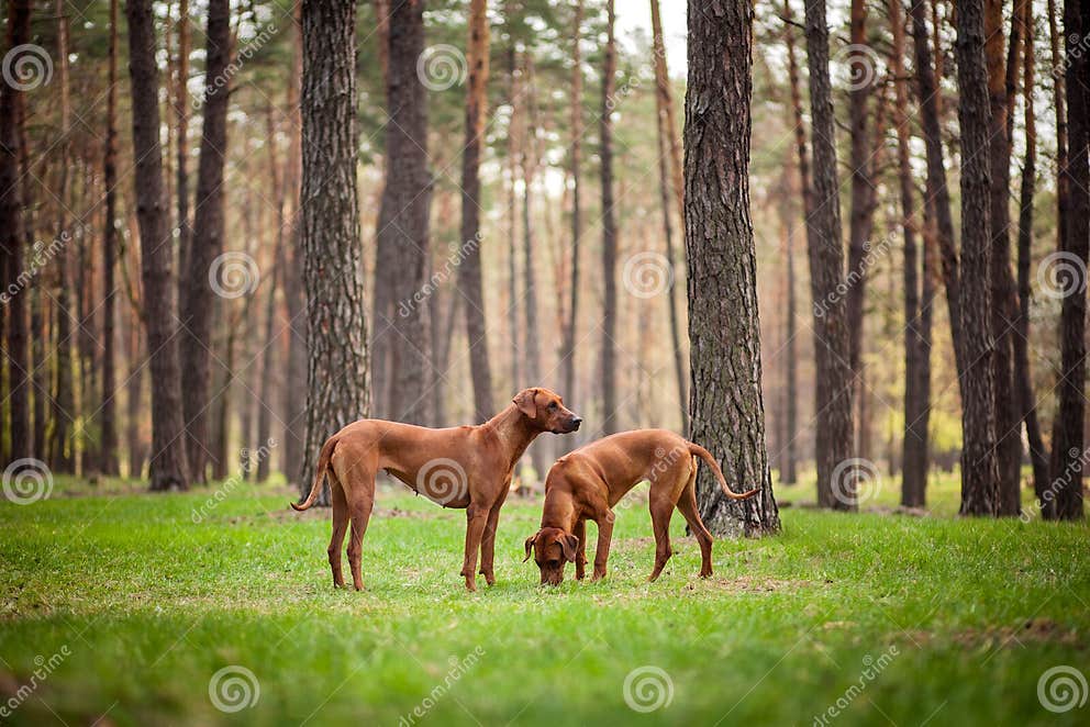 Two Rhodesian Ridgebacks Walking Outdoors Stock Photo - Image of loyal ...