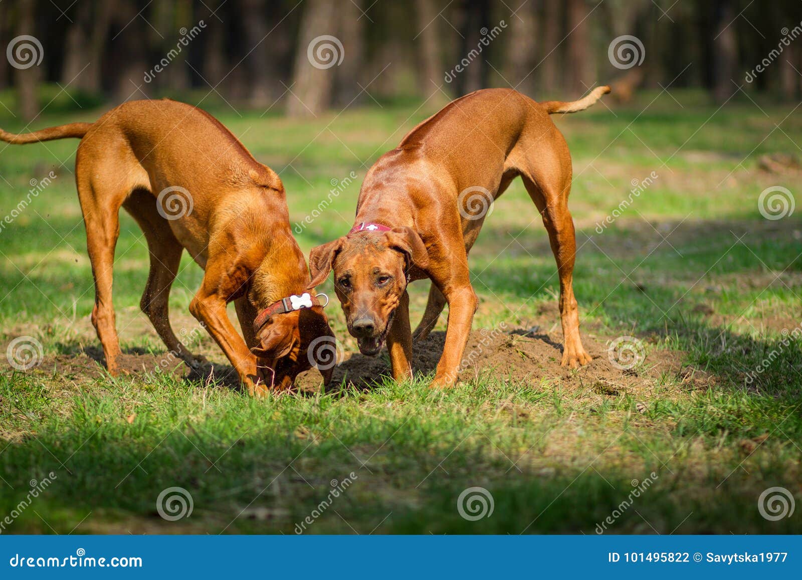 Rhodesian Ridgebacks stock photo. Image of funny, active - 101495822