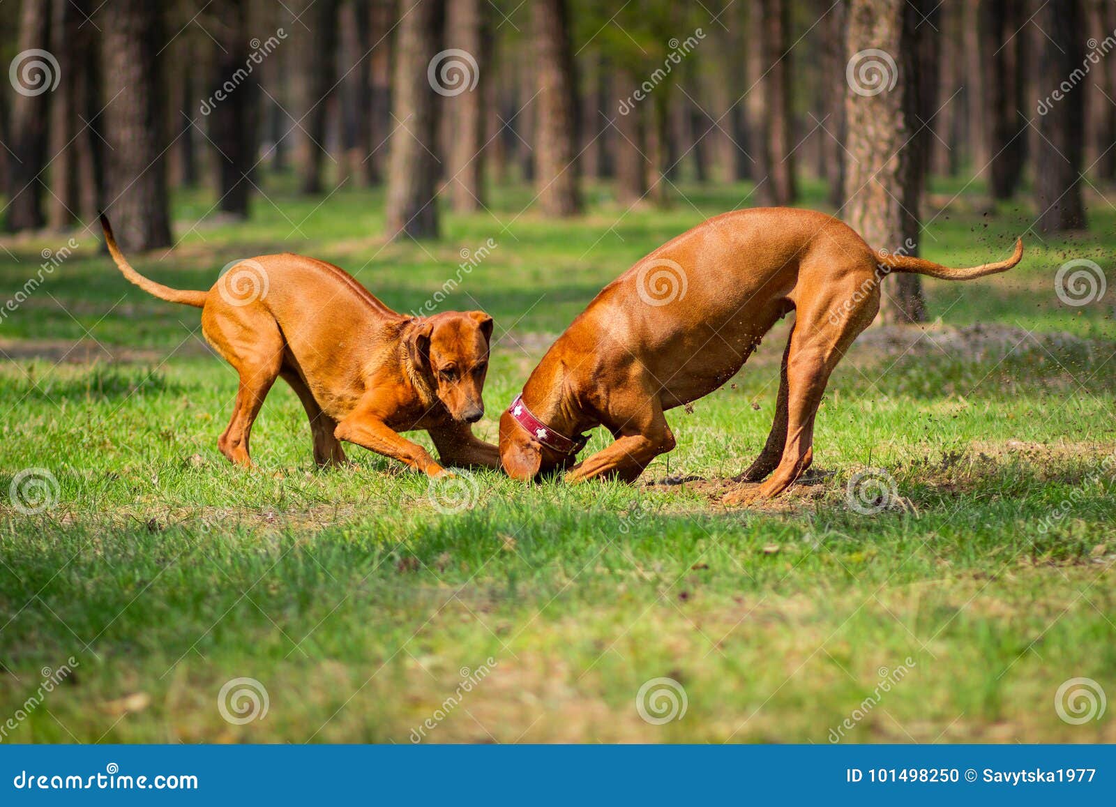 Rhodesian Ridgebacks stock photo. Image of funny, cute - 101498250