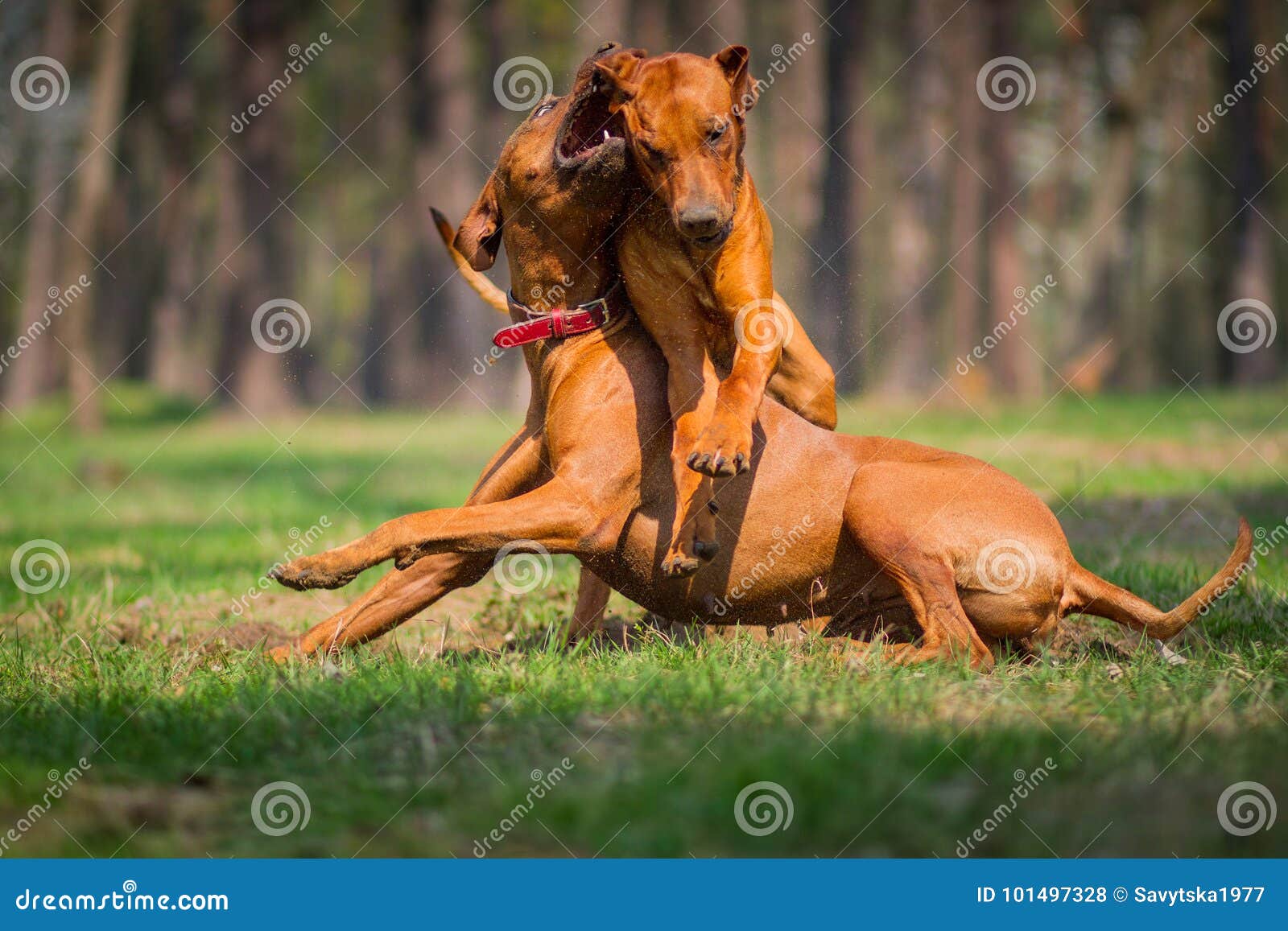 Rhodesian Ridgebacks stock photo. Image of beautiful - 101497328