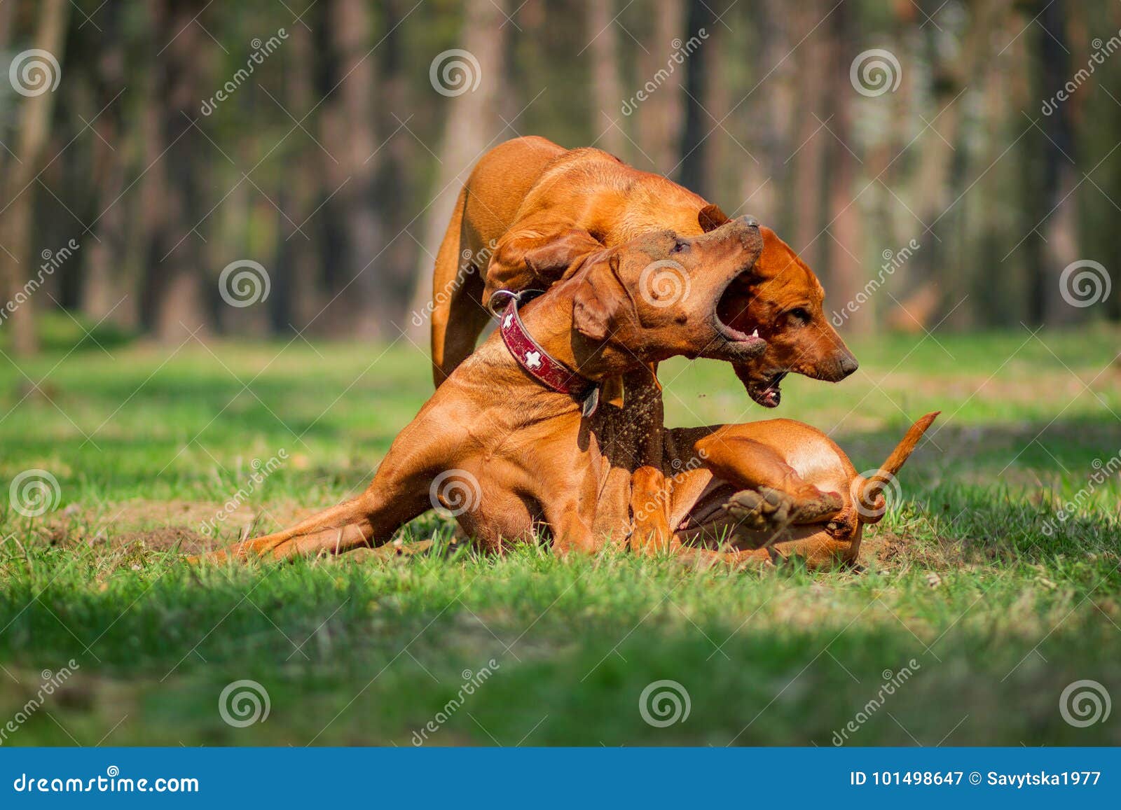 Rhodesian Ridgebacks stock image. Image of jolly, overtake - 101498647