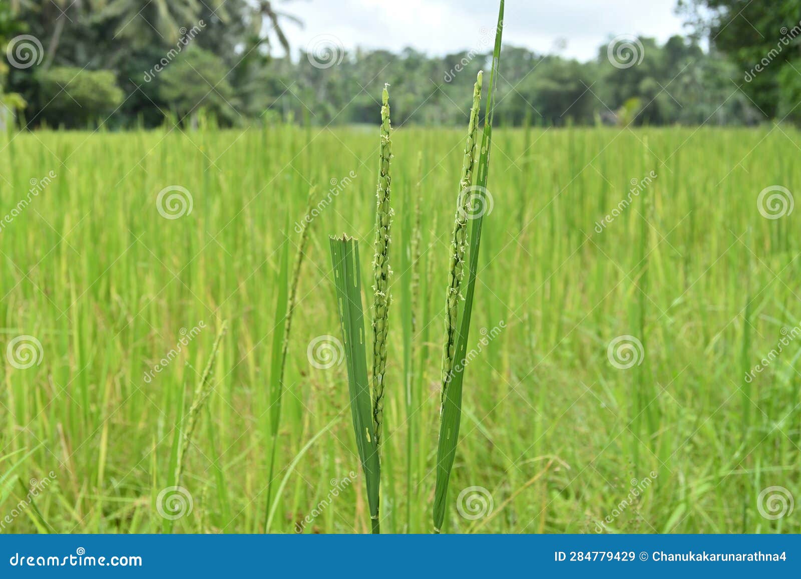 Two Rice Inflorescence in a Paddy Field with Tiny Rice Flowers Blooming ...