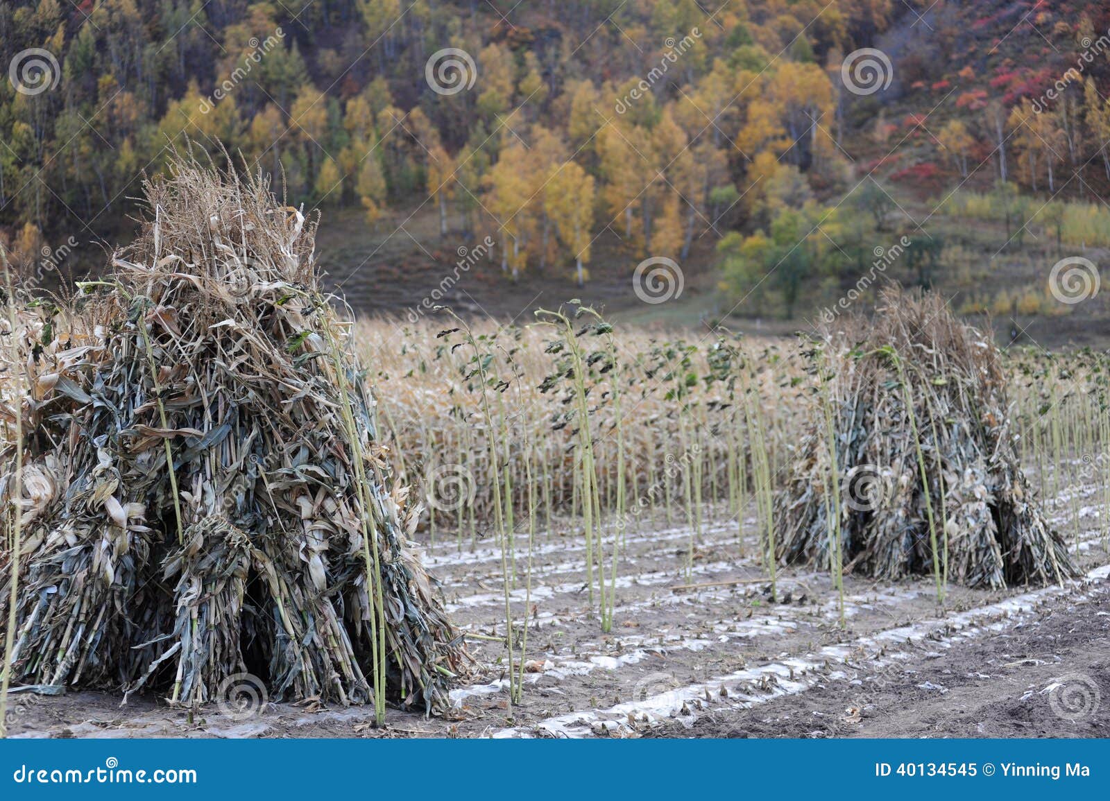 Two Ricks of hay stock image. Image of nature, pasture - 40134545