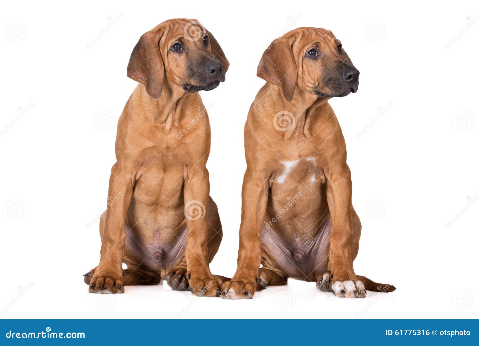 Two Ridgeback Puppies Sitting on White Stock Photo - Image of looking ...