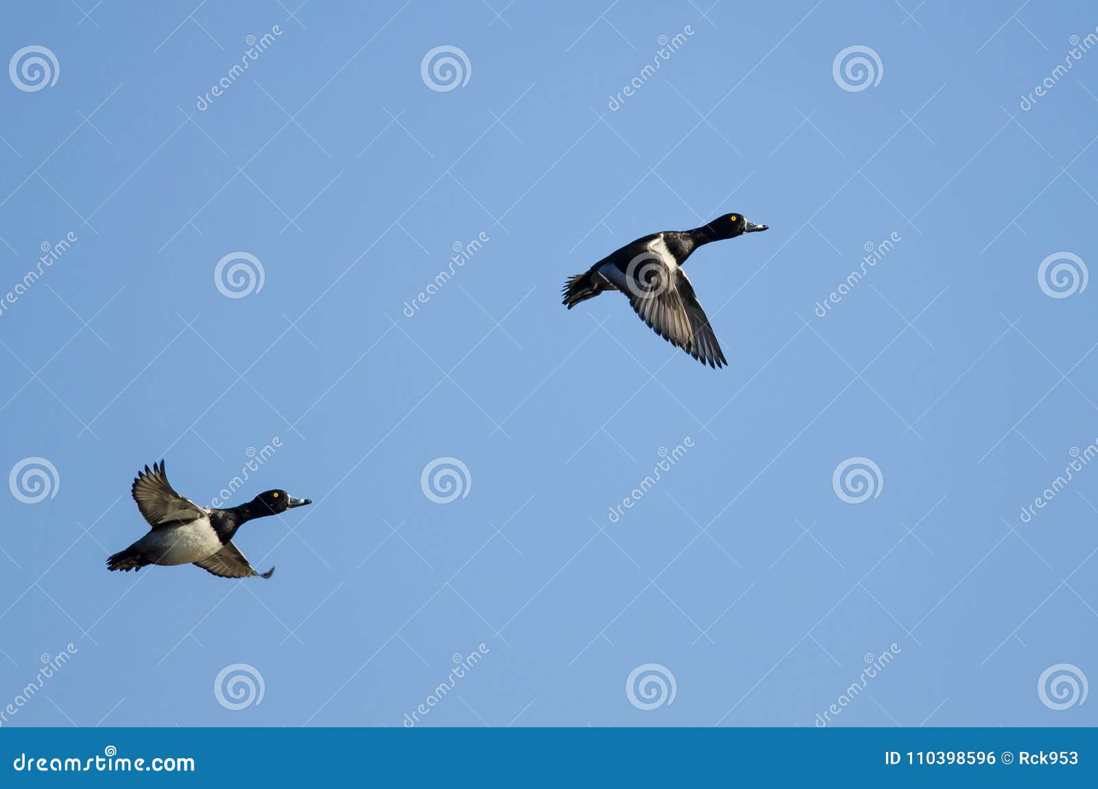 Two Ring-Necked Ducks Flying in a Blue Sky Stock Photo - Image of ...